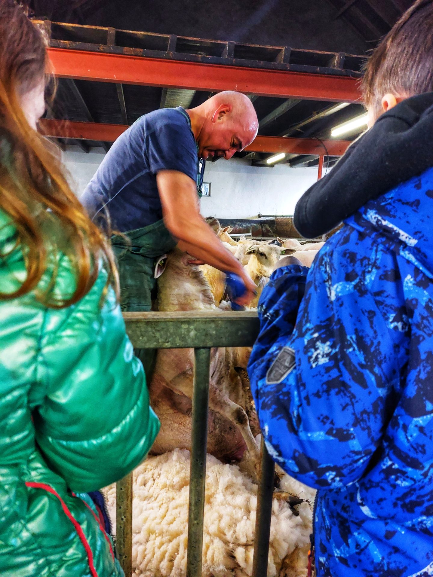 Schapen scheren bij Hoeve de Lange Vonder - Laarbeekse Boeren