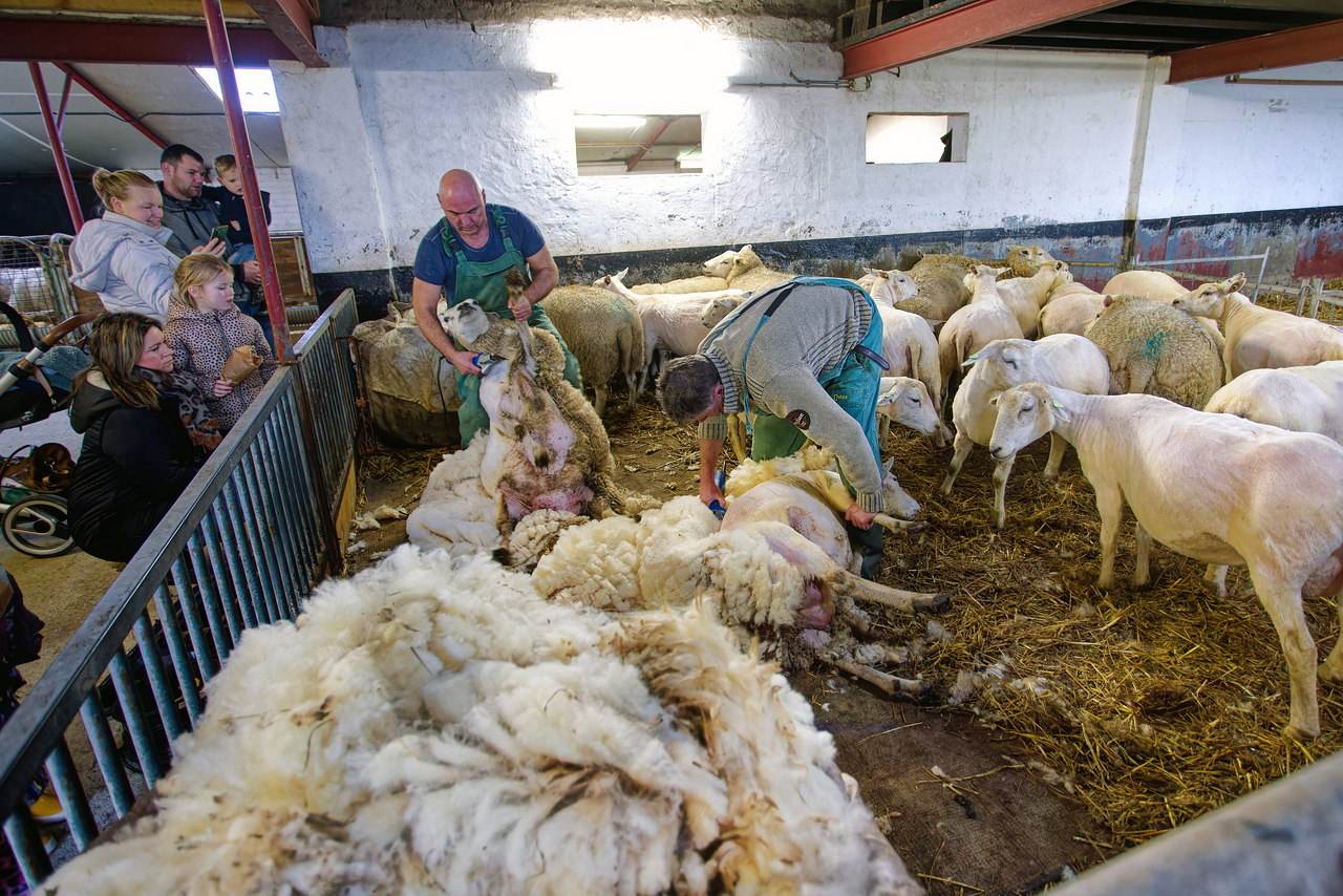 Schapen scheren bij Hoeve de Lange Vonder - Laarbeekse Boeren